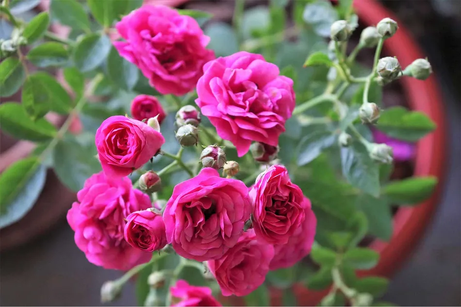 How to grow roses and care for them year round| Better Homes & Gardens ...