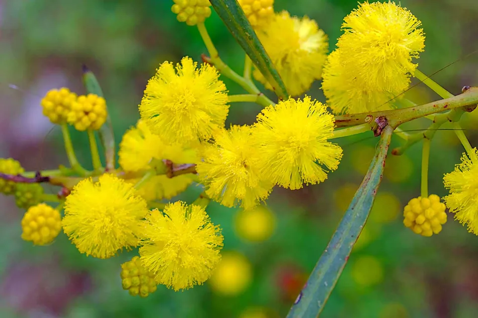 How to grow and care for wattle | Better Homes and Gardens