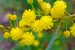 How to grow and care for wattle | Better Homes and Gardens
