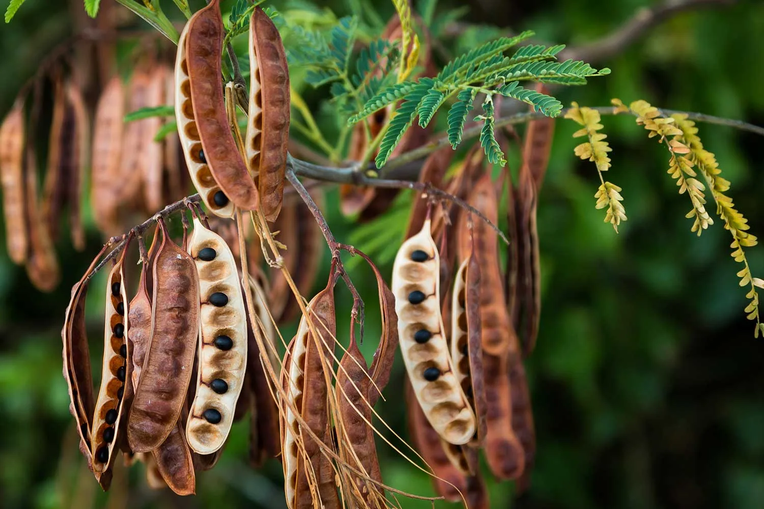 How to grow wattle based on your climate | Better Homes & Gardens Australia