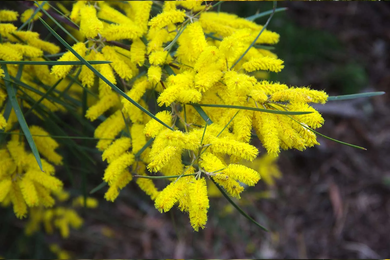 How to grow wattle based on your climate | Better Homes & Gardens Australia