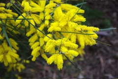 How to grow wattle based on your climate | Better Homes & Gardens Australia