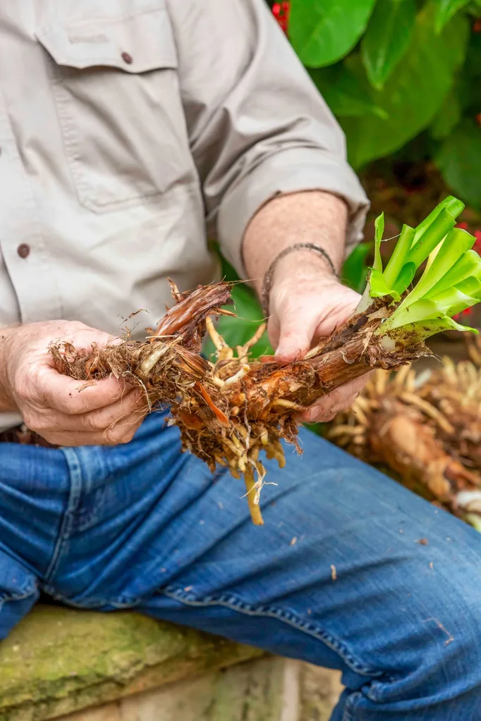 How to lift and divide agapanthus | Better Homes & Gardens Australia