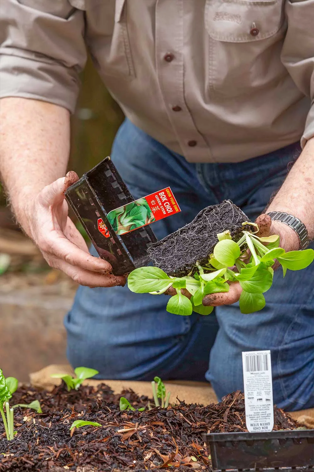 How to plant seedlings | Better Homes & Gardens Australia