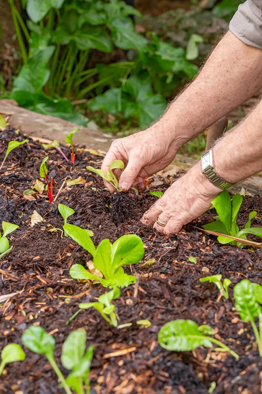 How to plant seedlings | Better Homes & Gardens Australia