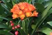 How to grow and care for clivia plants | Better Homes & Gardens Australia