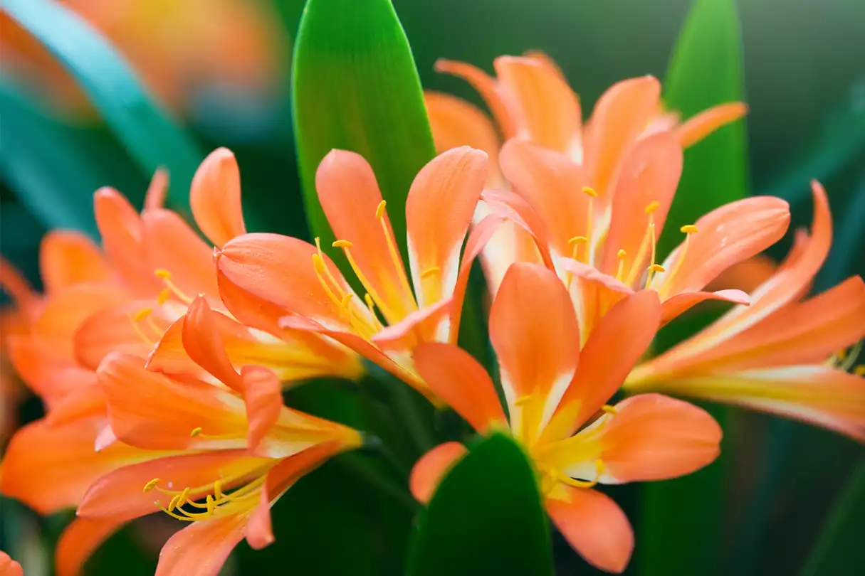 How to grow and care for clivia plants | Better Homes & Gardens Australia
