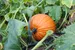 August Planting Guide: What to Grow in Australian Gardens