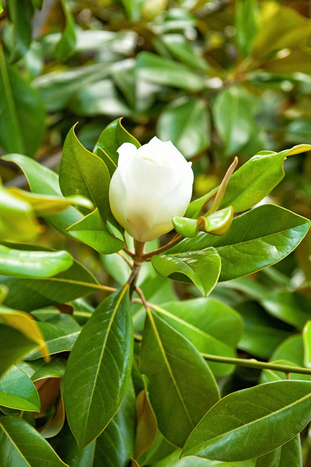 Magnolia trees are the statement tree your garden needs