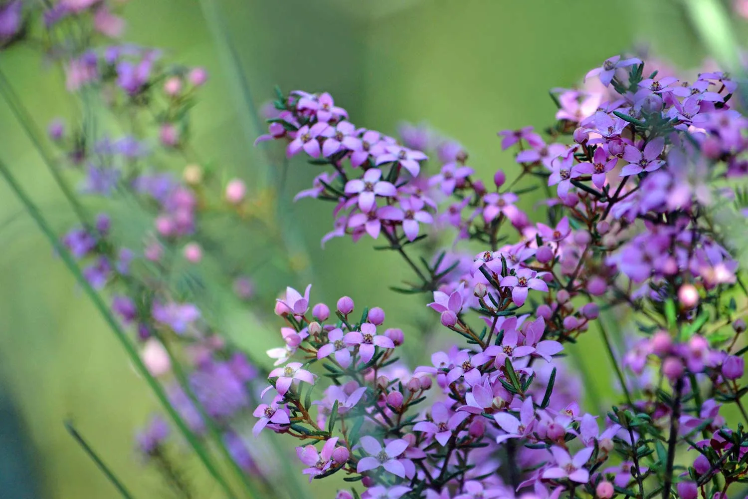 How to grow and care for boronias | Better Homes & Gardens Australia