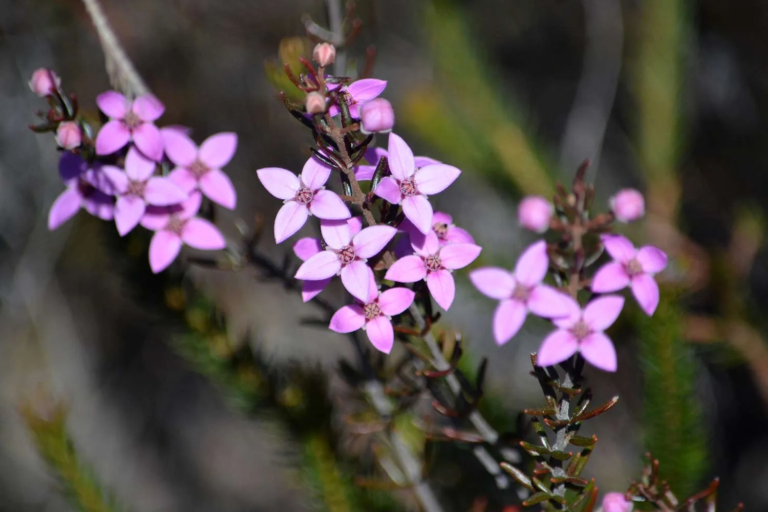 How to grow and care for boronias | Better Homes & Gardens Australia