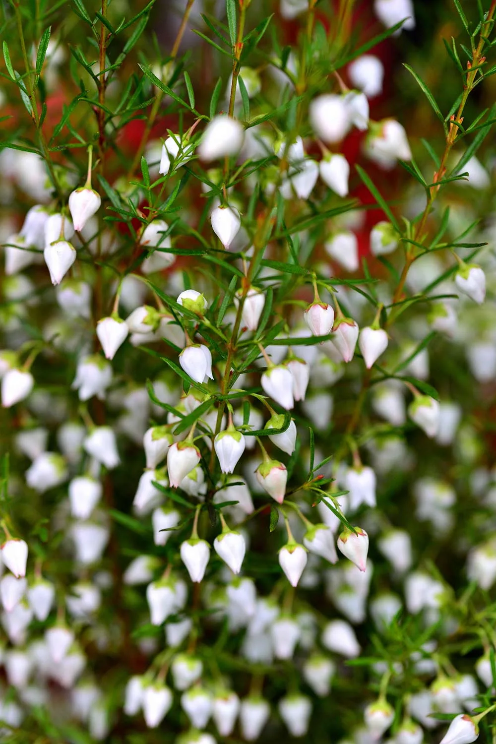 How to grow and care for boronias | Better Homes & Gardens Australia