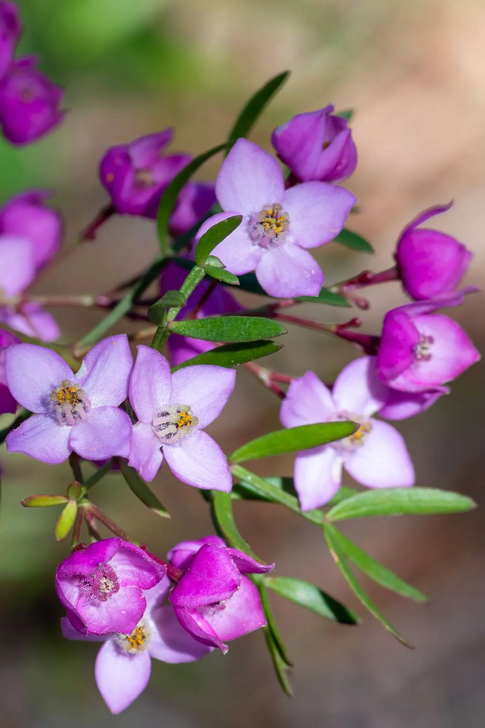 How to grow and care for boronias | Better Homes & Gardens Australia