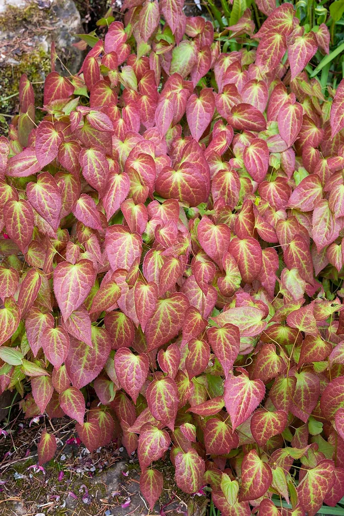 How to grow and care for epimediums | Better Homes & Gardens Australia