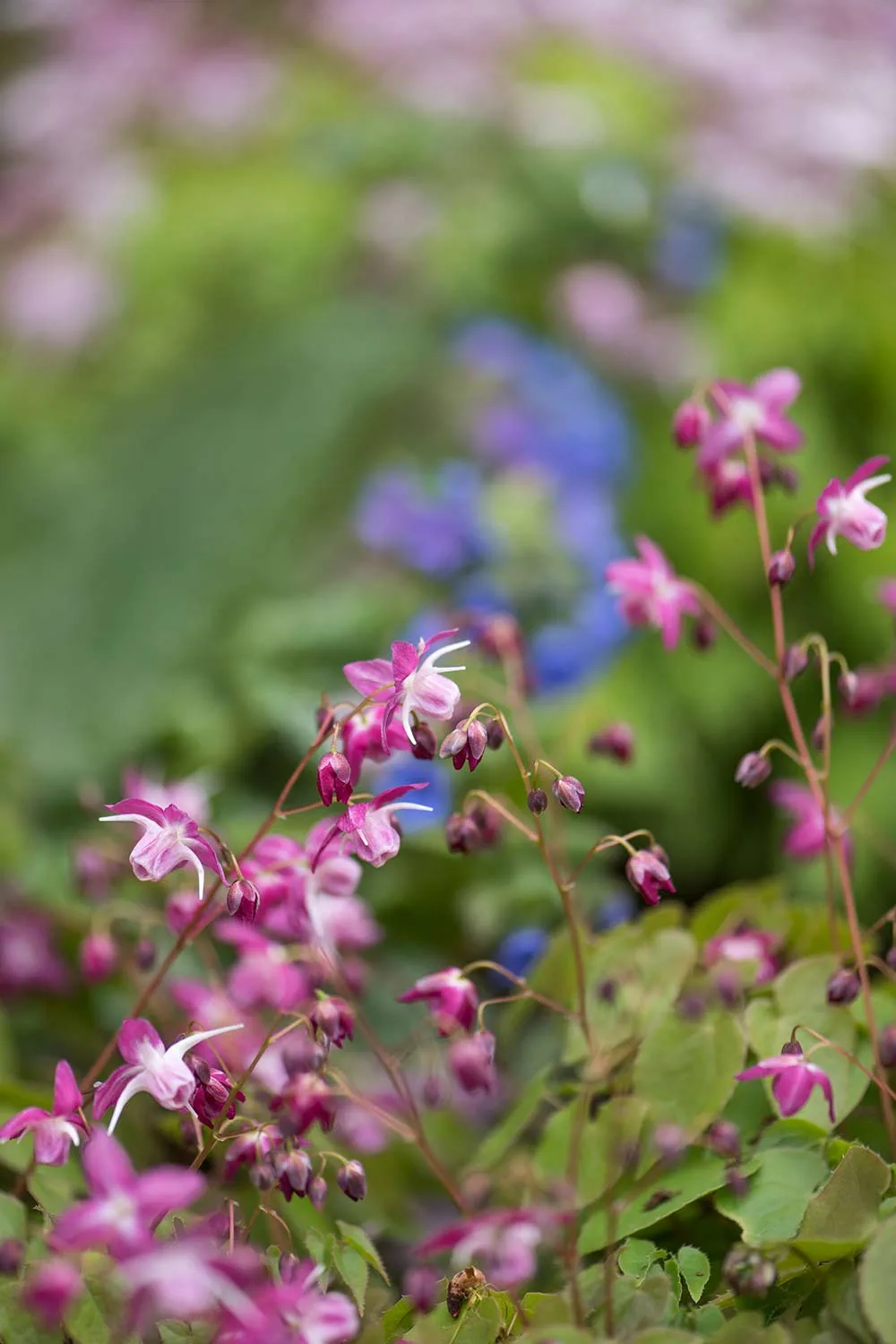 How to grow and care for epimediums | Better Homes & Gardens Australia