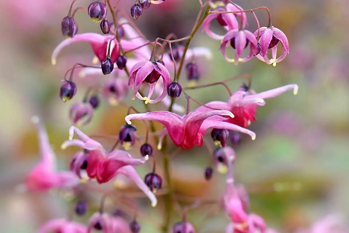 How to grow and care for epimediums | Better Homes & Gardens Australia