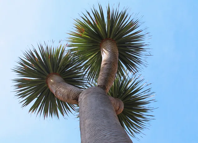 How to grow dragon trees | Better Homes & Gardens Australia