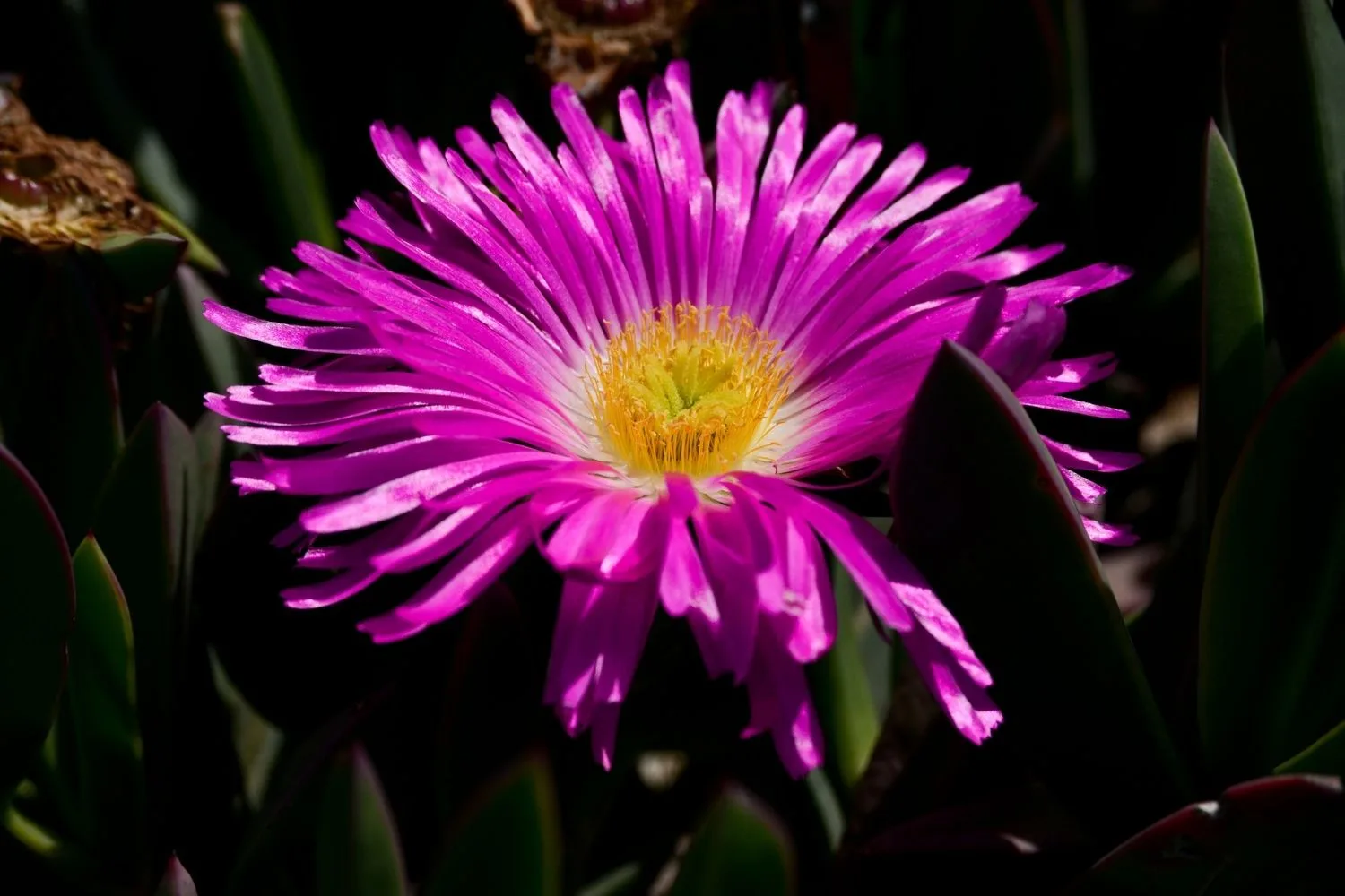 Everything you wanted to know about pigface