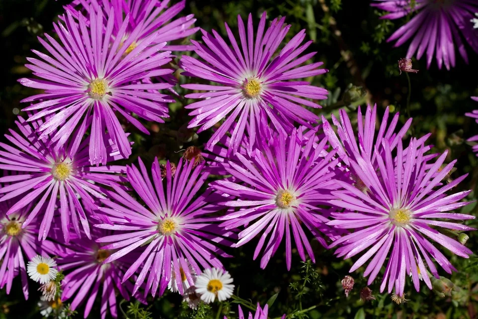 Everything you wanted to know about pigface