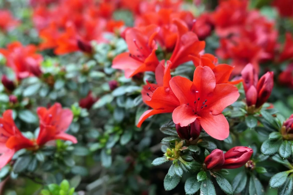 How To Grow Azaleas | Better Homes & Gardens Australia