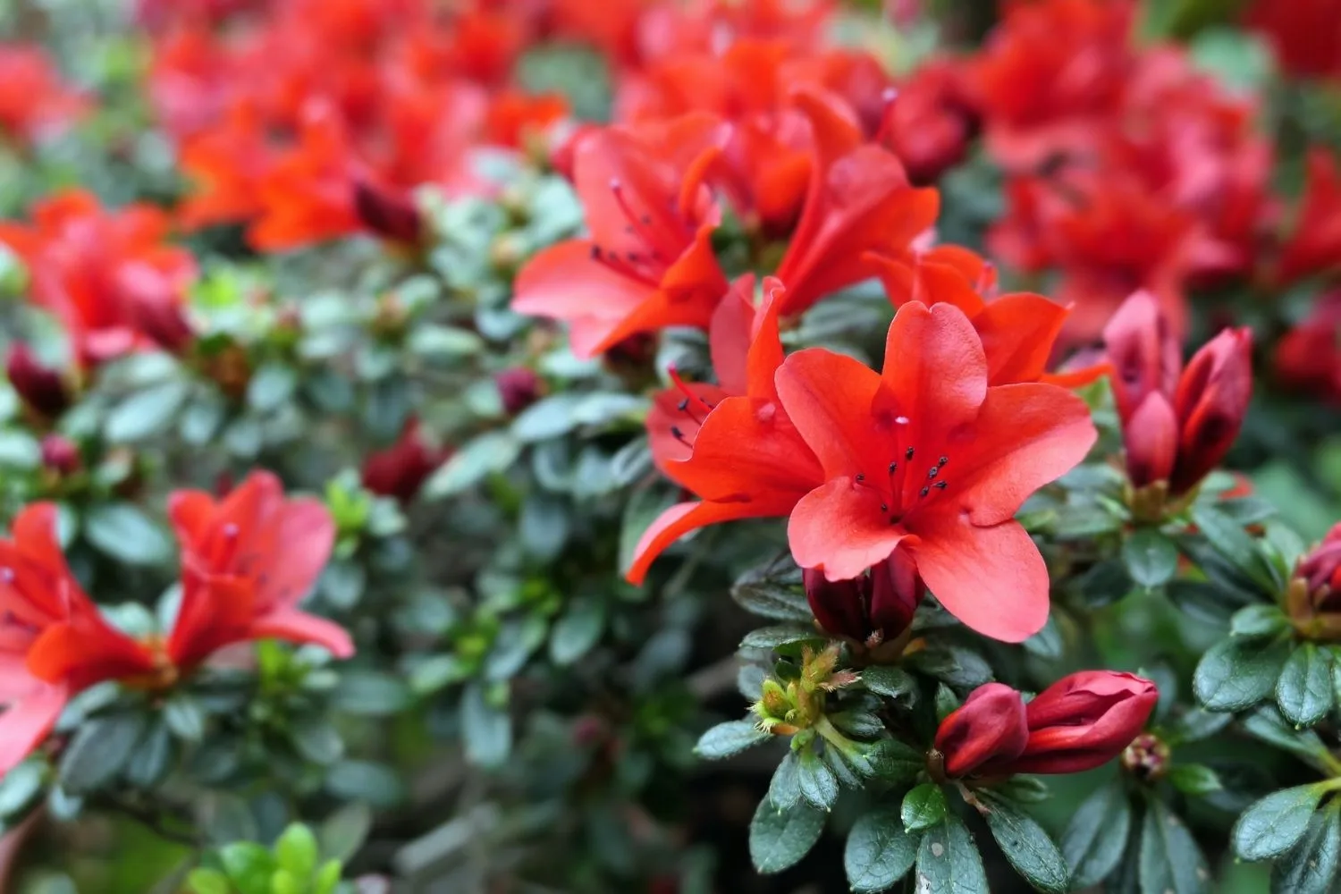 How To Grow Azaleas | Better Homes & Gardens Australia