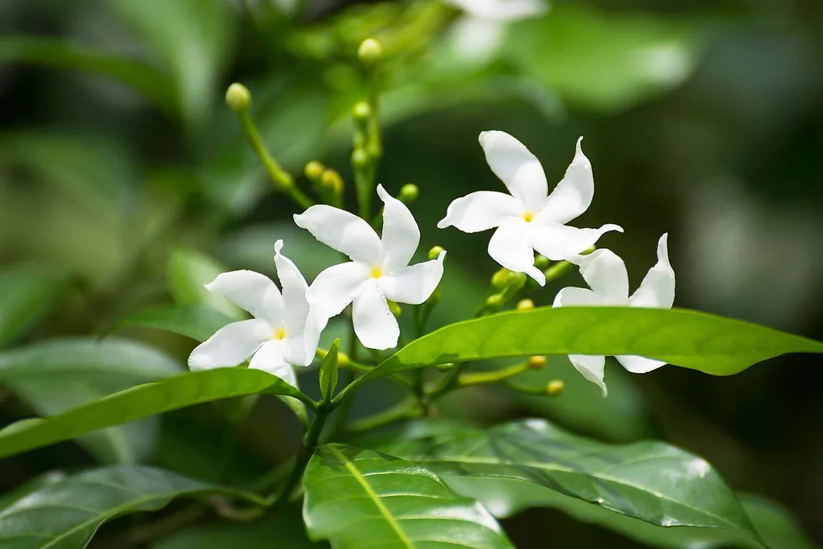 How to grow and care for jasmine | Better Homes & Gardens Australia
