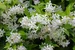 How to grow and care for jasmine | Better Homes & Gardens Australia