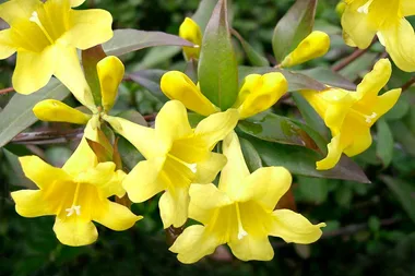 How to grow and care for jasmine | Better Homes & Gardens Australia