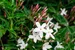 How to grow and care for jasmine | Better Homes & Gardens Australia