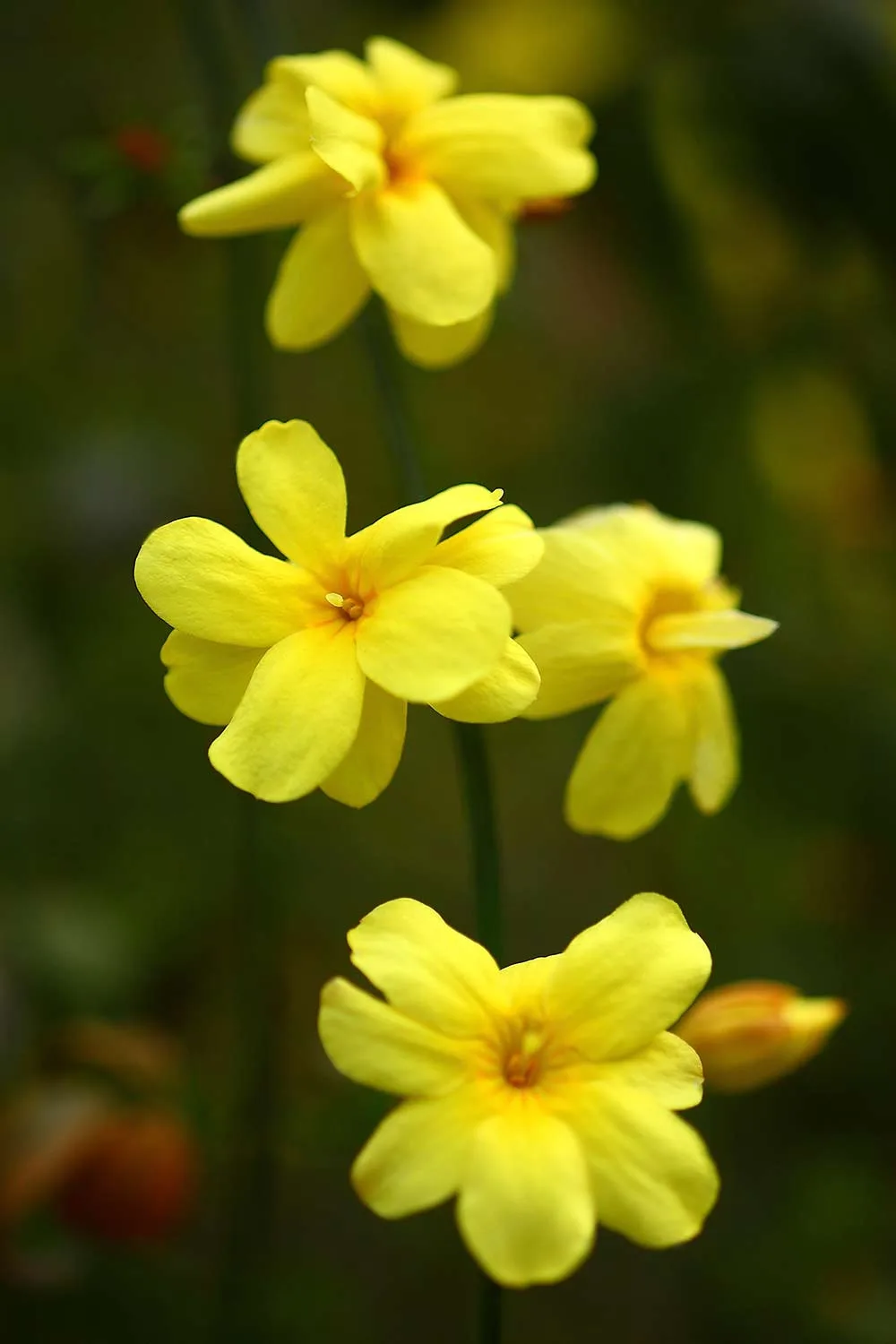 How to grow and care for jasmine | Better Homes & Gardens Australia