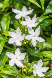 How to grow and care for jasmine | Better Homes & Gardens Australia