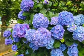 Full sun backyard? This is the hydrangea variety you need - Better ...