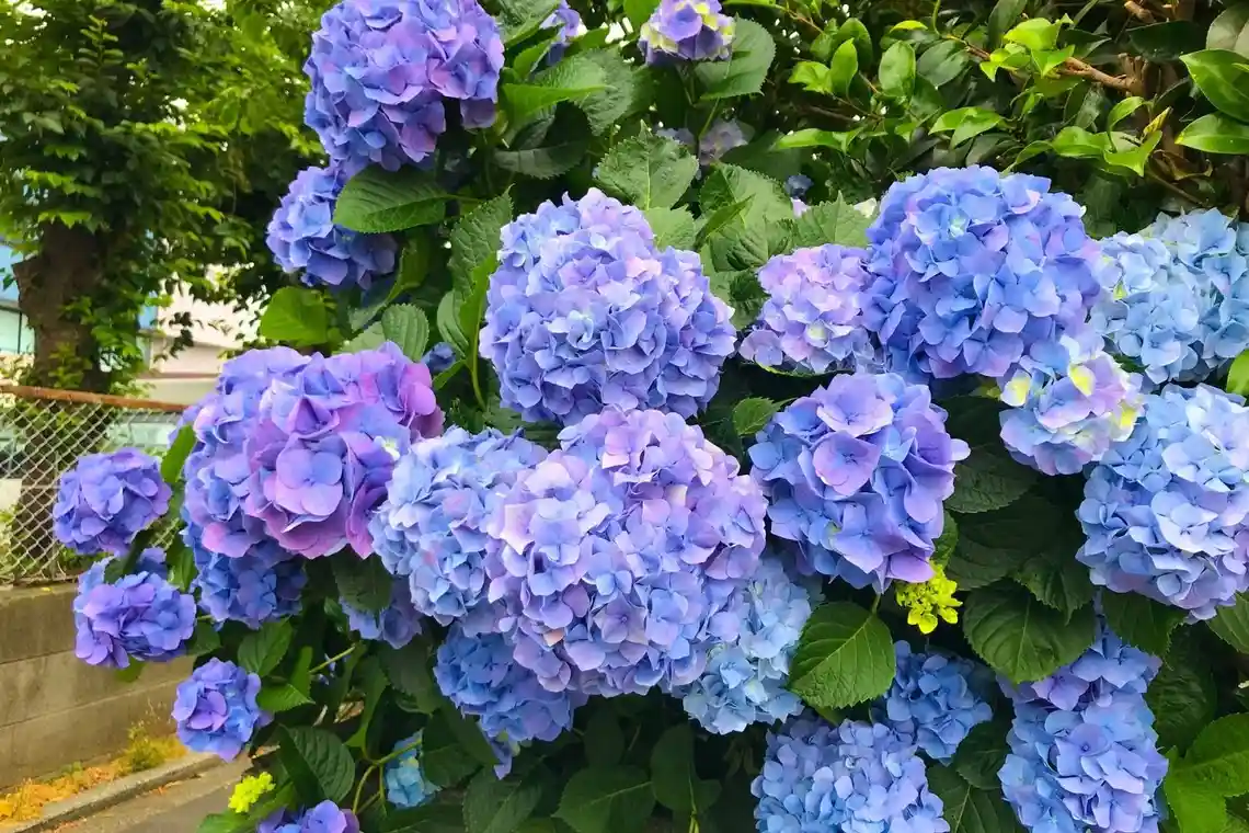 Full sun backyard? This is the hydrangea variety you need - Better ...