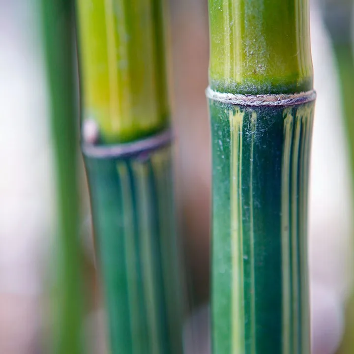 10 different types of bamboo | Better Homes & Gardens Australia
