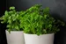How to grow parsley, indoors or outside | Better Homes & Gardens Australia