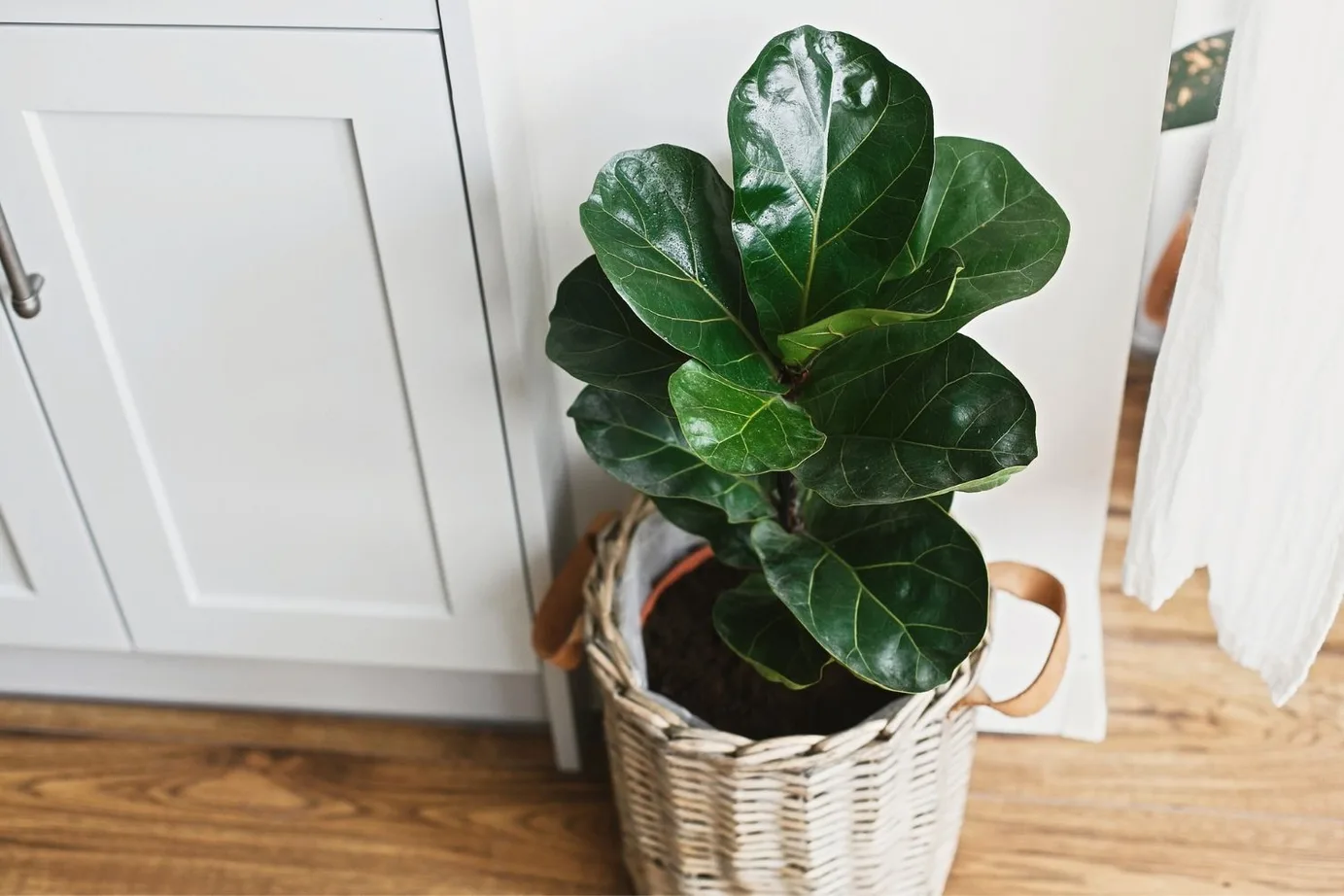 Fiddle Leaf Fig: How to Care for Your Fiddle Leaf Fig
