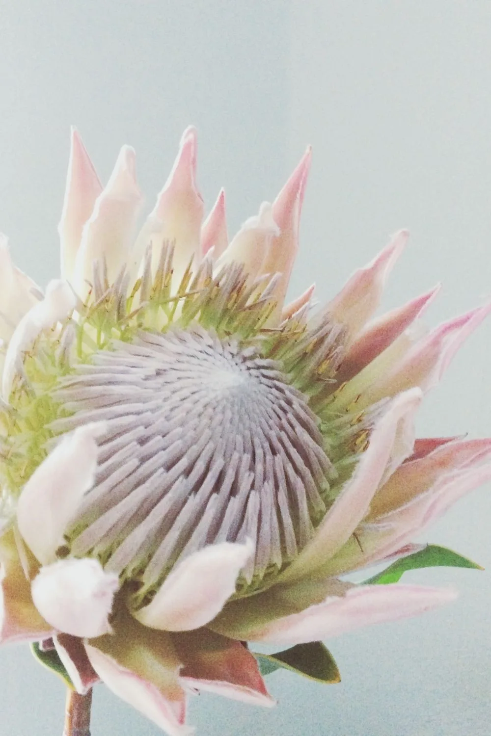 How to grow proteas | Better Homes & Gardens Australia