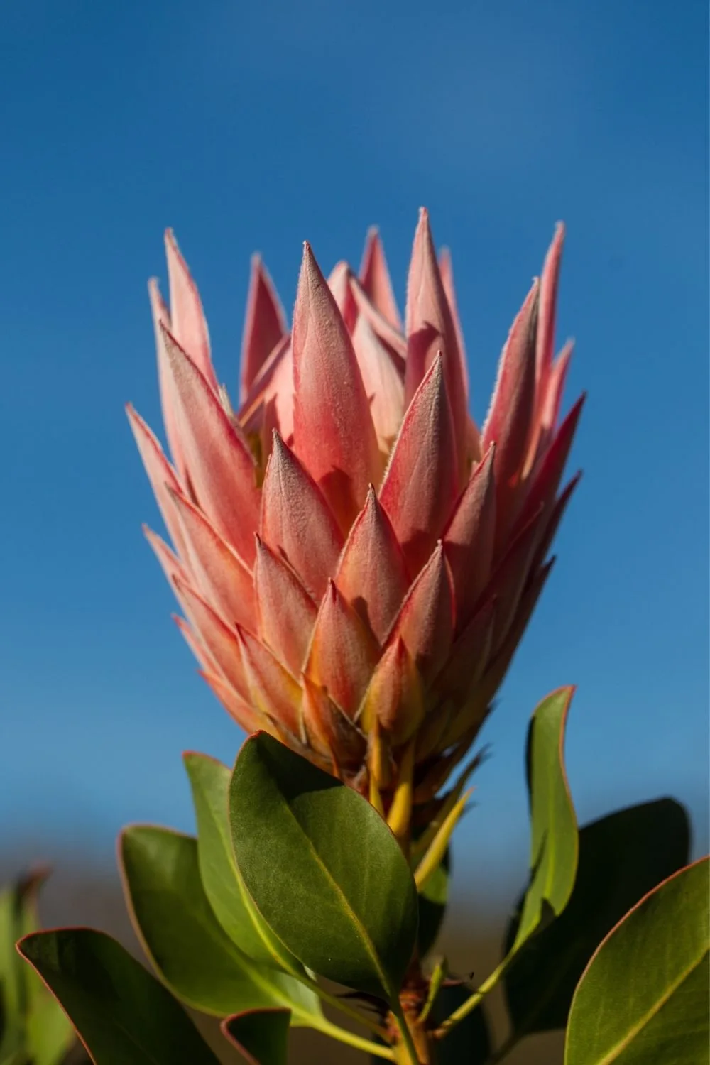 How to grow proteas | Better Homes & Gardens Australia