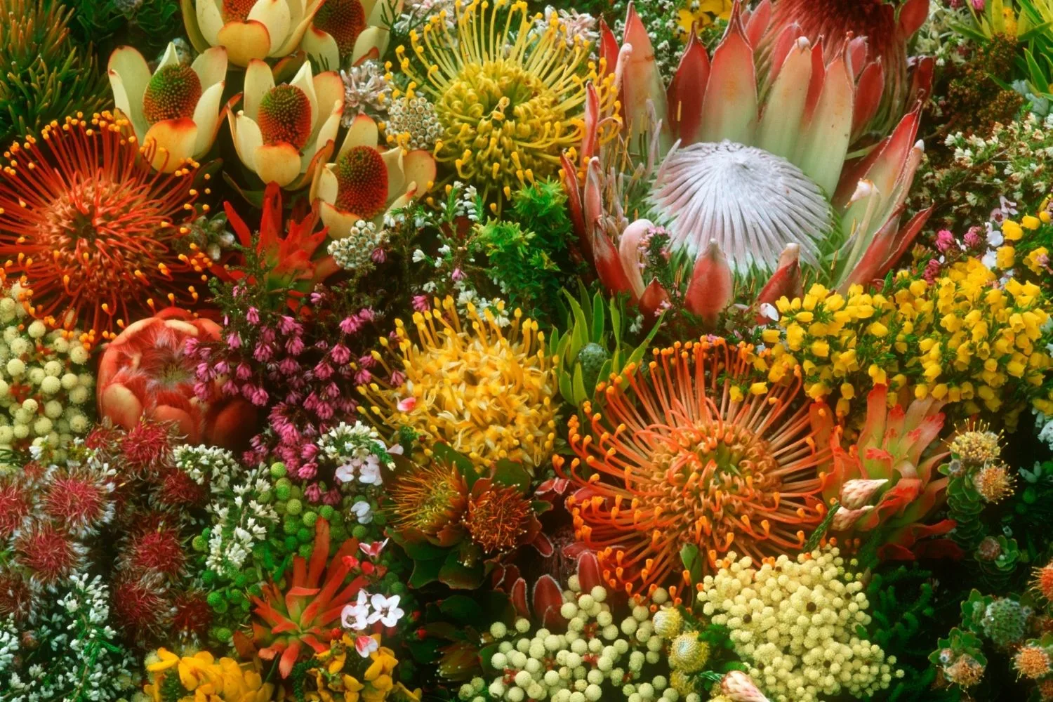 How to grow proteas | Better Homes & Gardens Australia