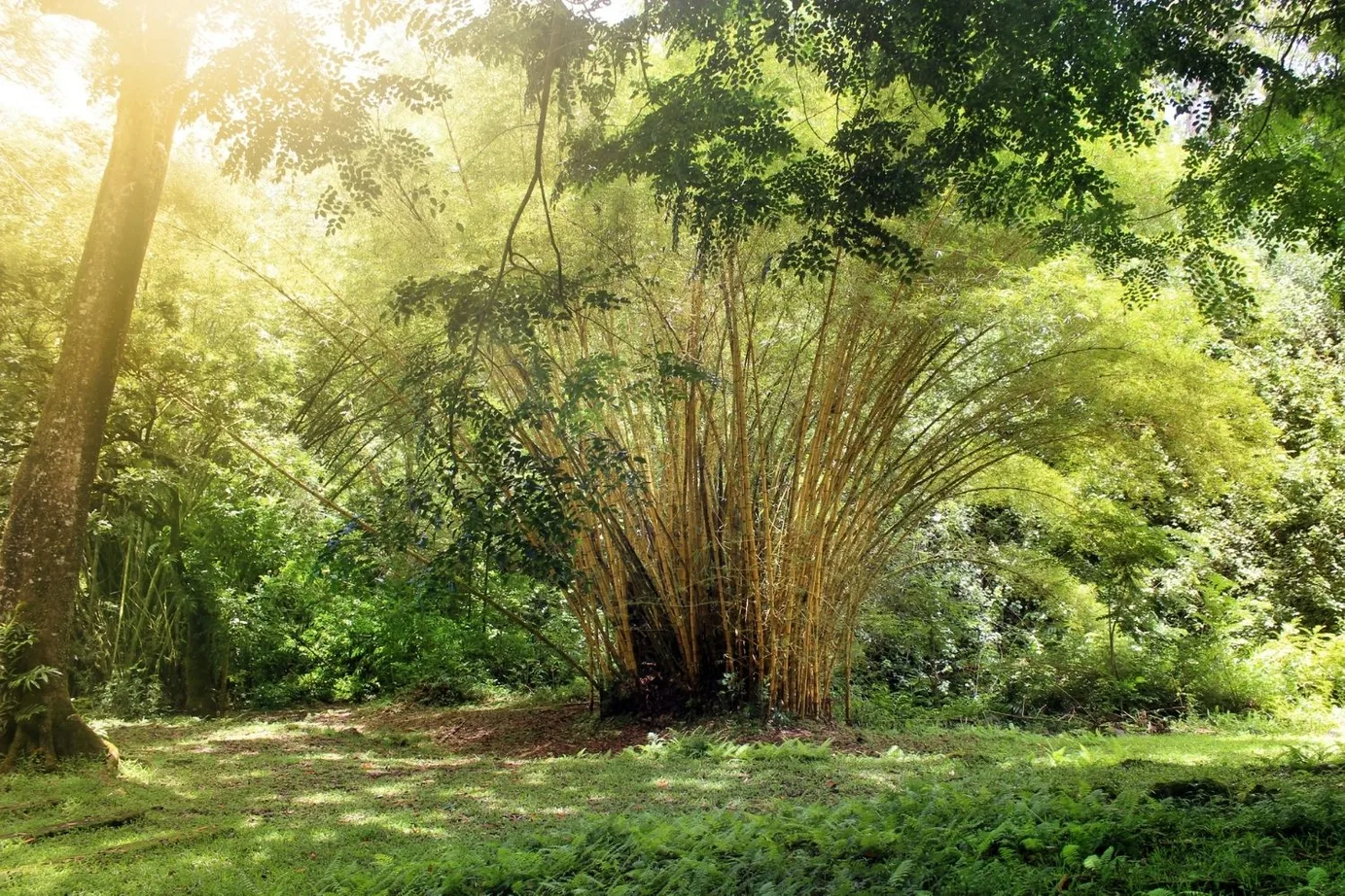 The best of clumping bamboo - Better Homes & Gardens Australia