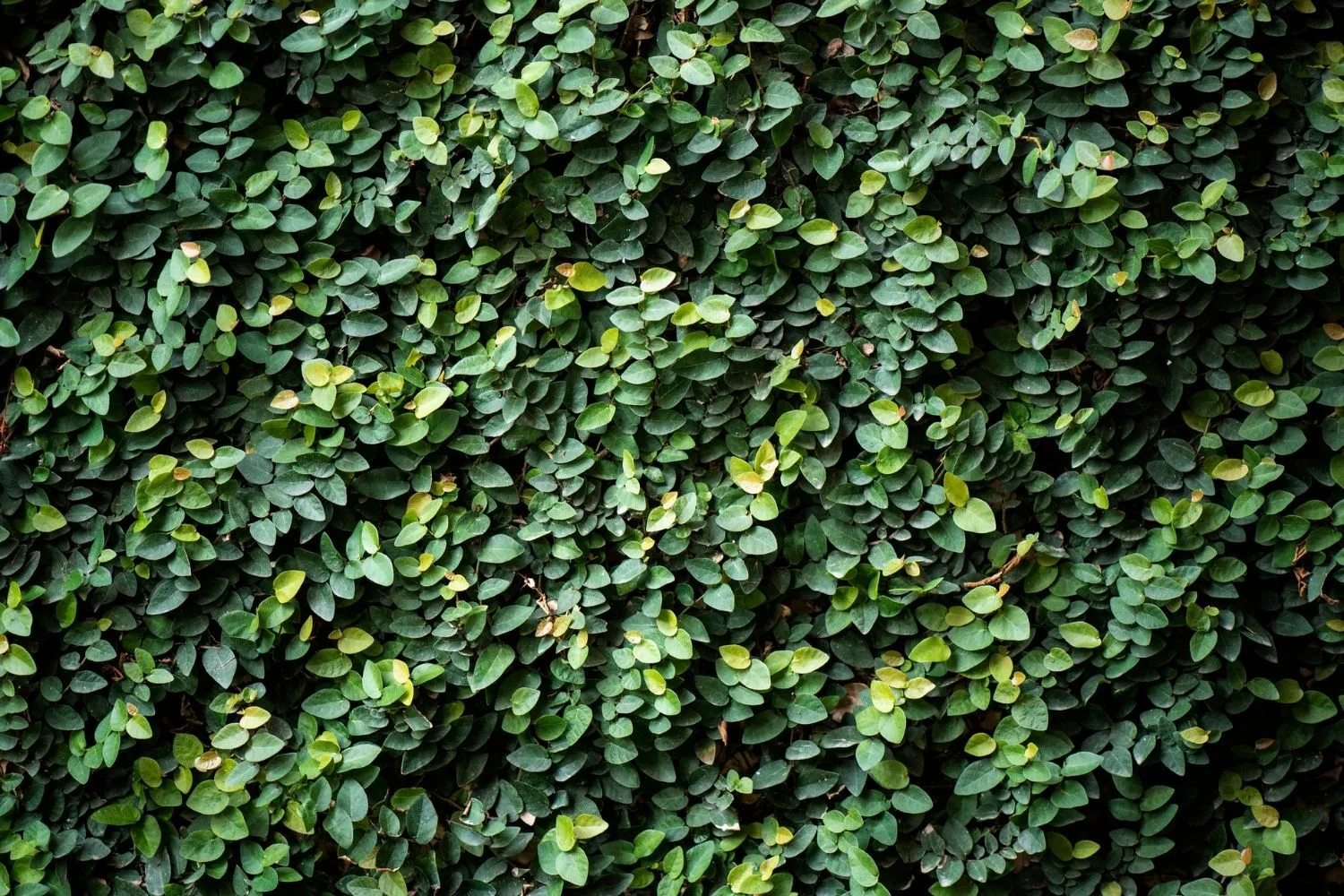 Best climbing plants for Australian gardens