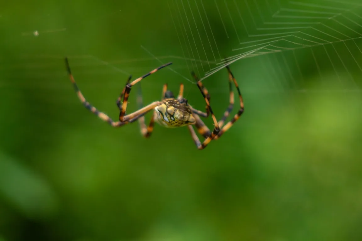 The spider-identification app: Spidentify
