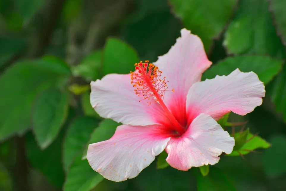How to grow hibiscus flowers | Better Homes & Gardens Australia