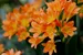 How to grow and care for clivia plants | Better Homes & Gardens Australia