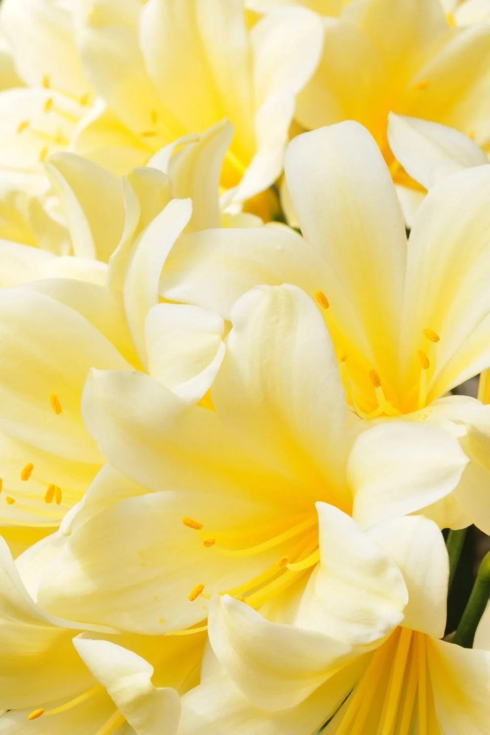 How to grow and care for clivia plants | Better Homes & Gardens Australia