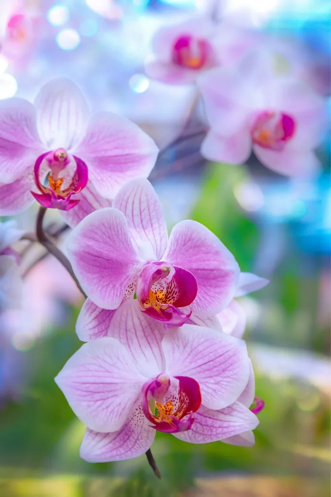 Look after your orchids with this easy ice-cube hack