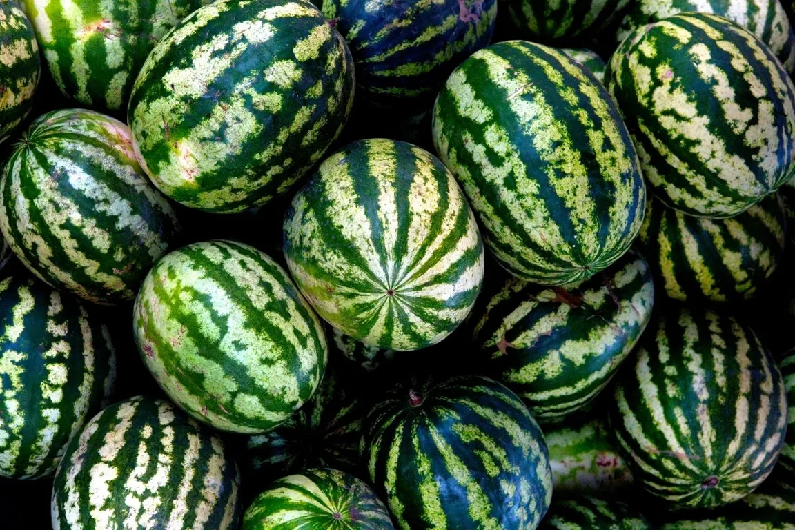 How to grow watermelon with tips on planting and harvesting