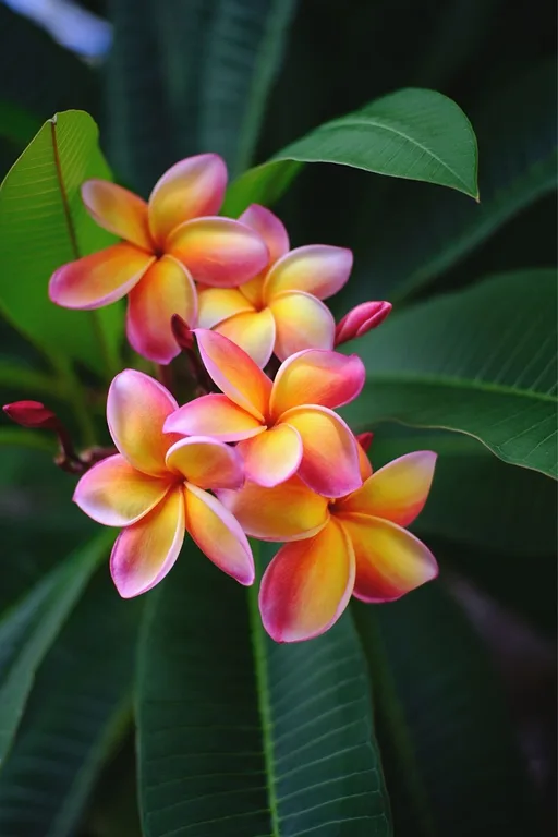How To Grow Frangipanis | Better Homes & Gardens Australia