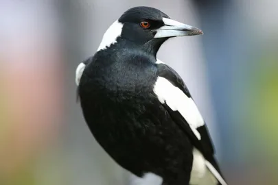 What do magpies eat? | Better Homes & Gardens Australia