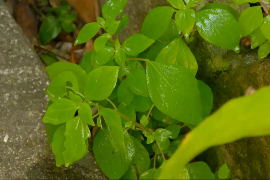 Charlie Albone’s top tips for planting in summer